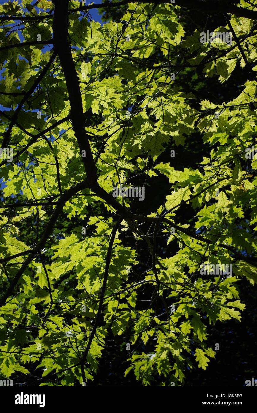 Backlit English Oak Tree Branch in Full Leaf by Exeter's Roman Wall ...