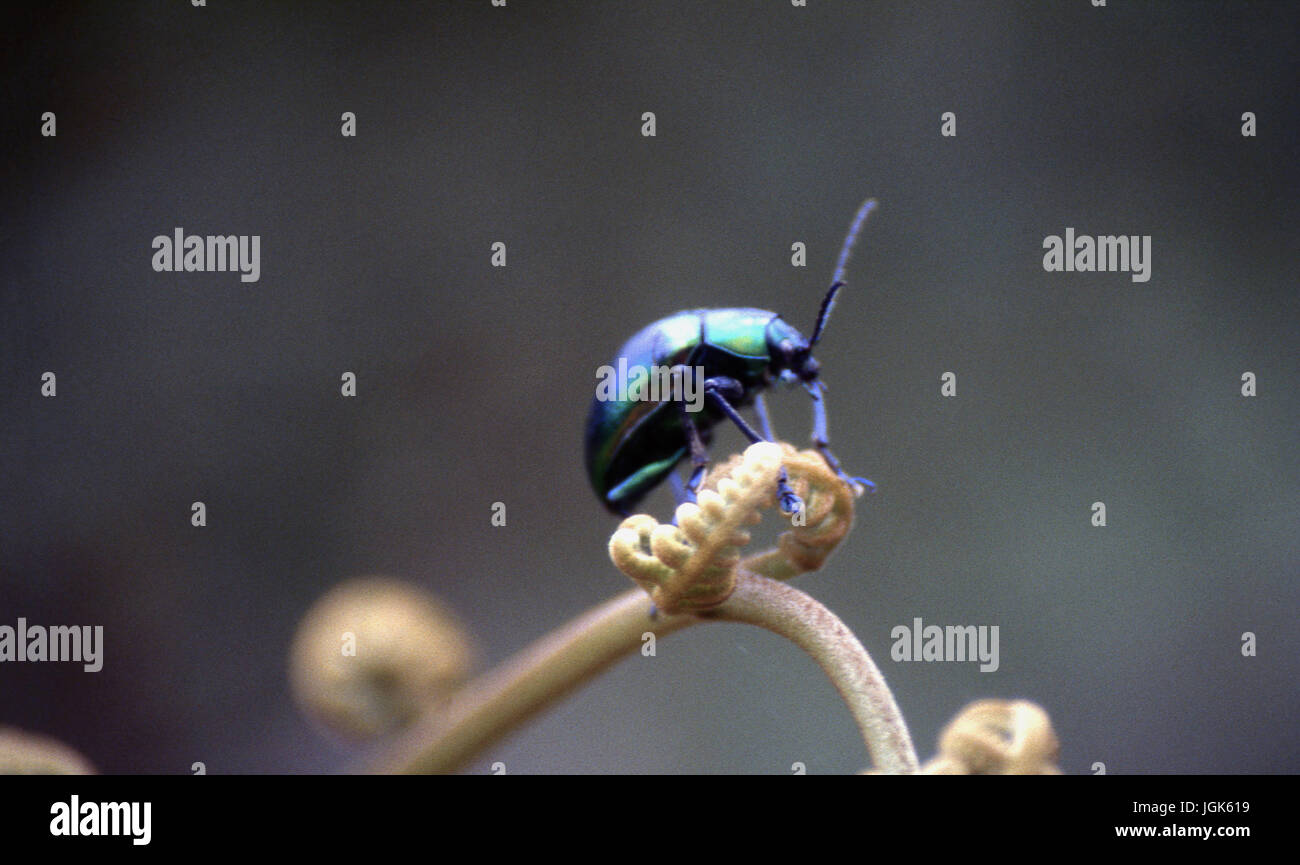 Beetle - Insect Stock Photo - Alamy