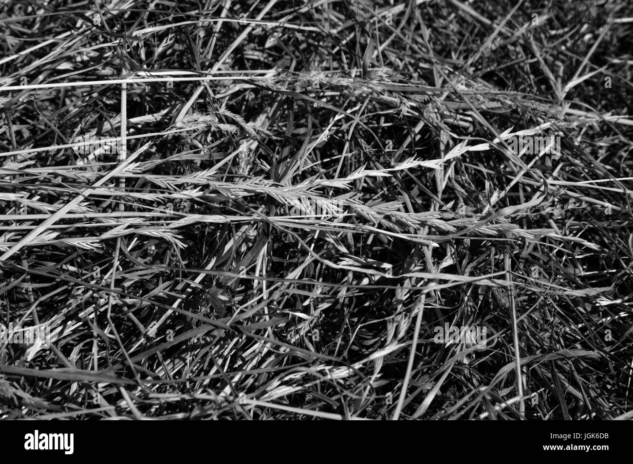 Stack of hay Black and White Stock Photos & Images - Alamy