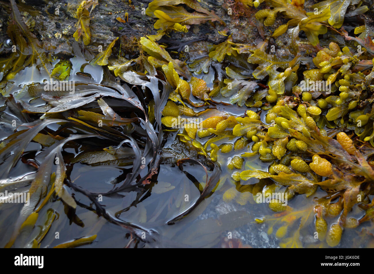 Seaweed in rock pool, cornwall UK Stock Photo - Alamy