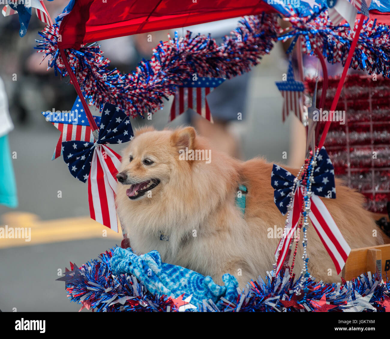 Palmeranian hi-res stock photography and images - Alamy