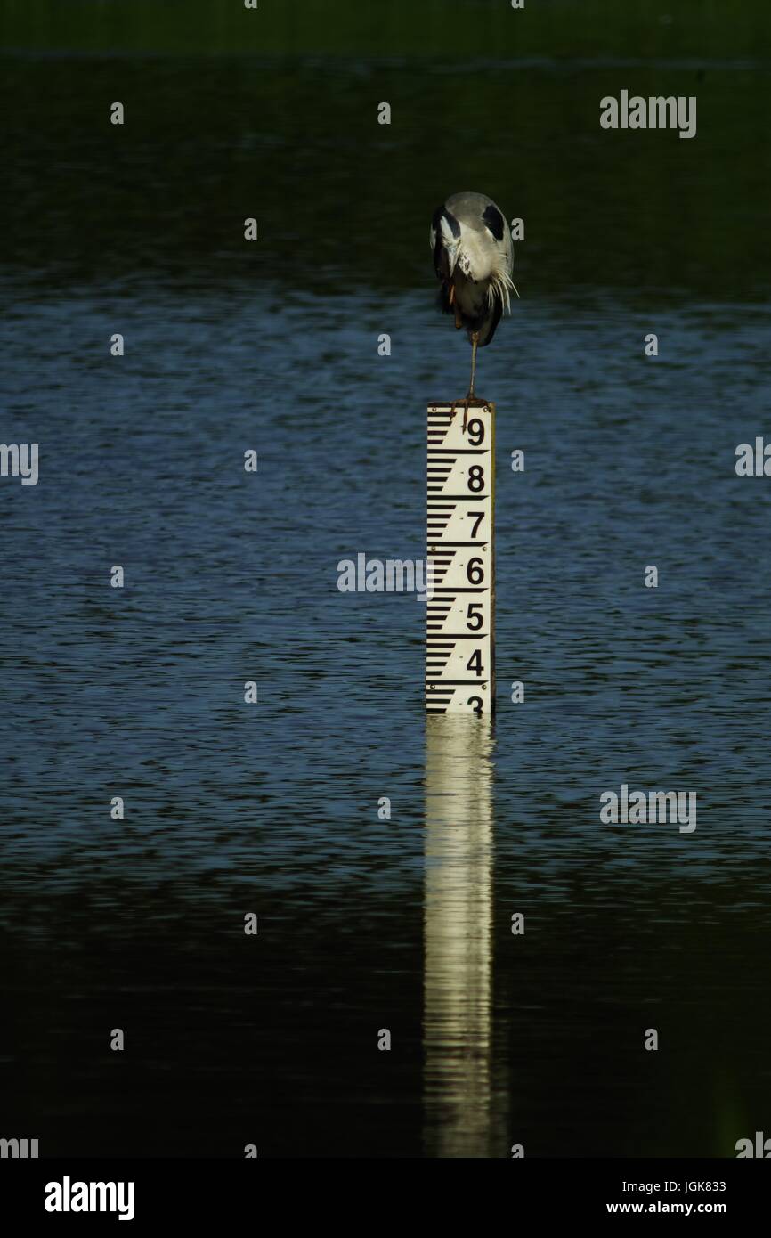 Pool depth marker hi-res stock photography and images - Alamy
