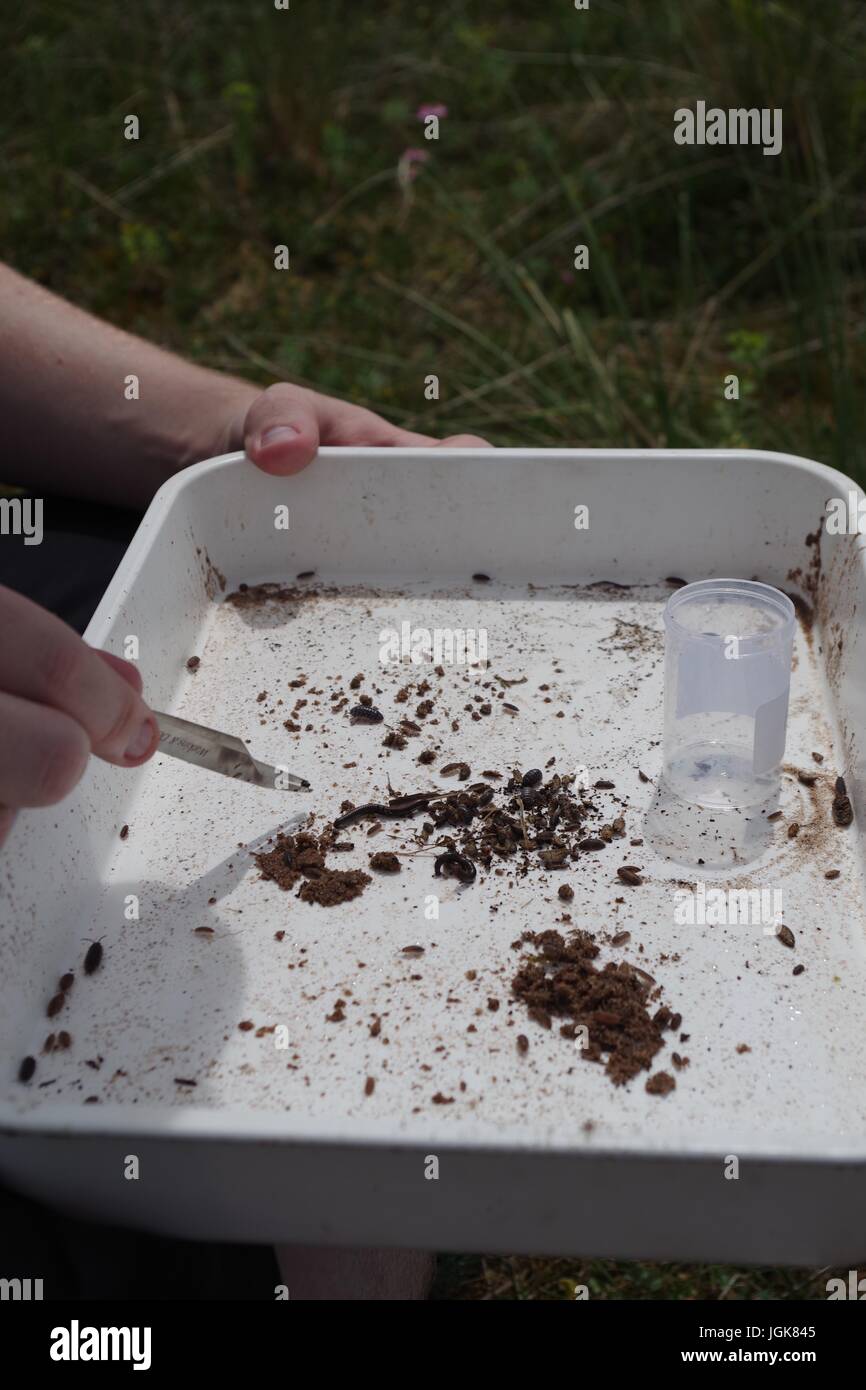 Pitfall trap beetles hi-res stock photography and images - Alamy