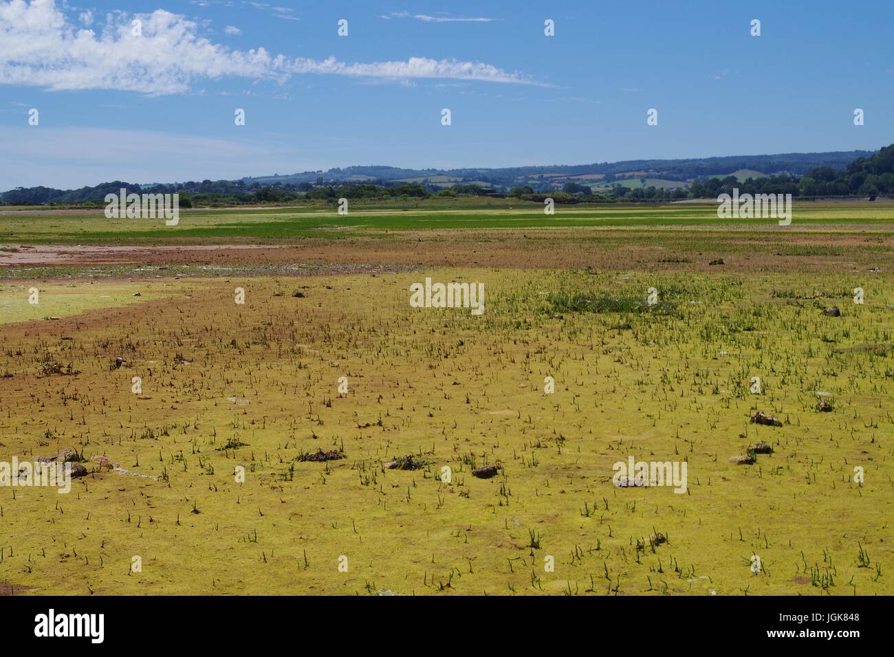 Halosere hi-res stock photography and images - Alamy