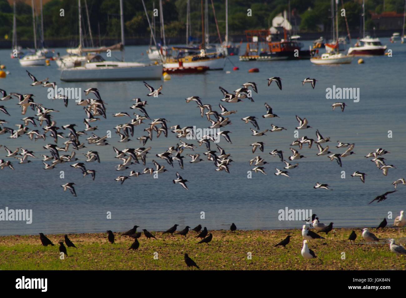 Exe estuary birds hi-res stock photography and images - Alamy