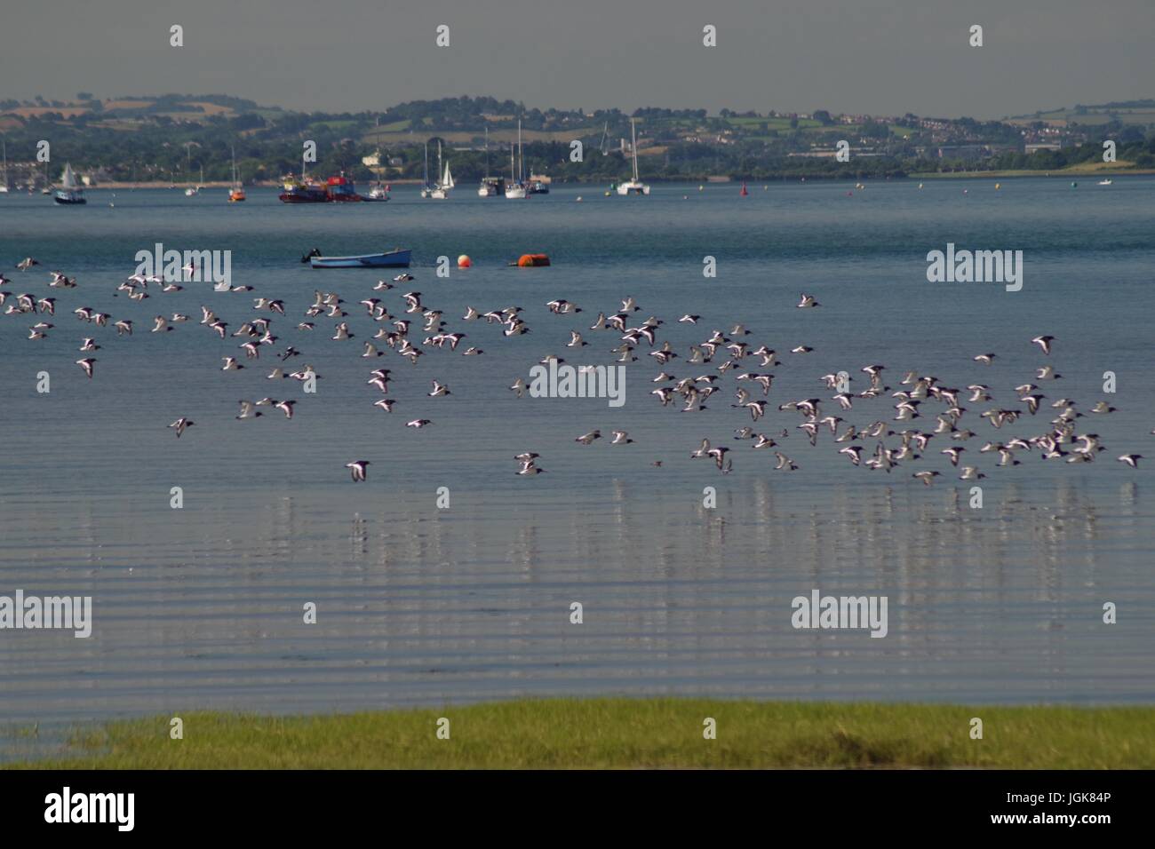 Exe estuary birds hi-res stock photography and images - Alamy