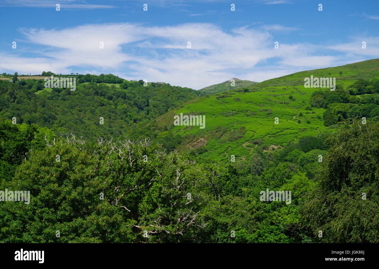British Countryside, Deciduous Woodland at Holne on a Sunny Summers Day ...
