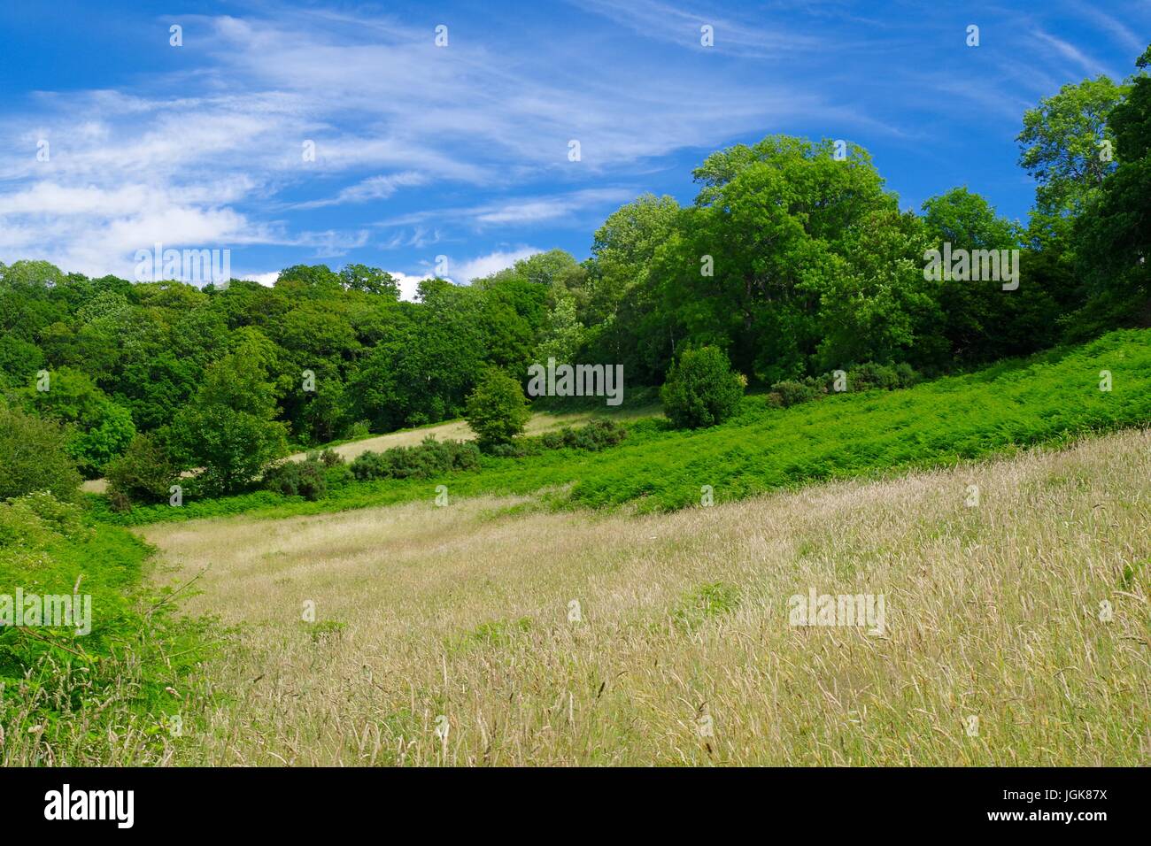 British Countryside, Holne, Dartmoor National Park, Devon, UK. July ...