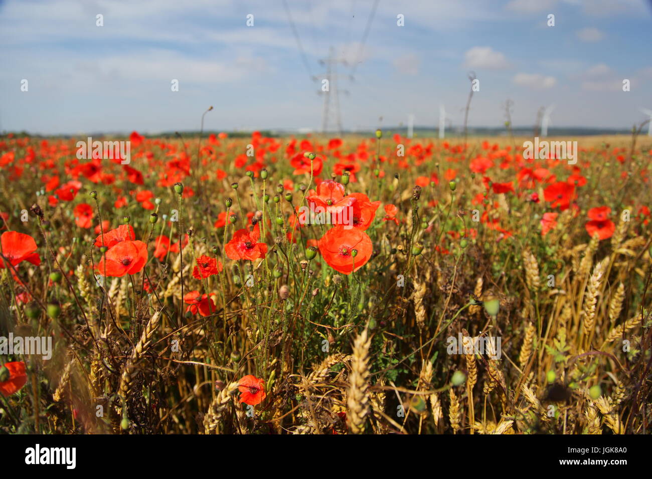 yorkshire wolds. poppy field, country landscape Stock Photo - Alamy