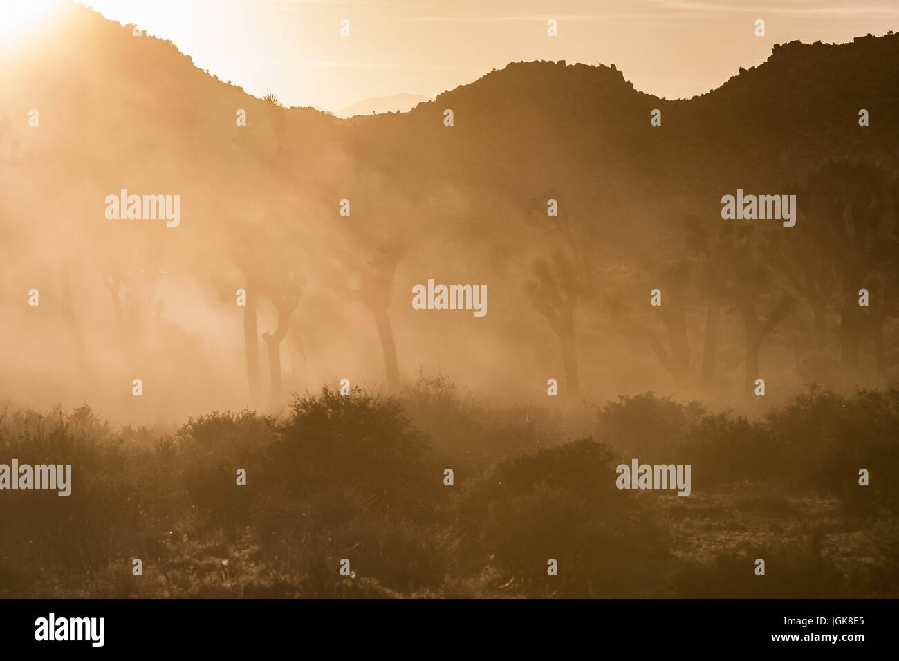Thick Dusty Fog Through Joshua Tree Field Stock Photo - Alamy