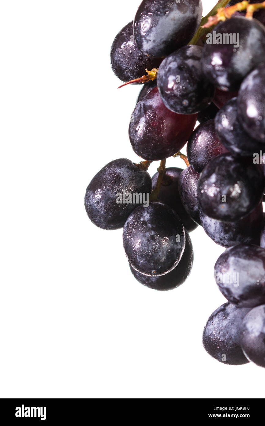 close up of a bunch of dark purple grapes hanging over a white ...