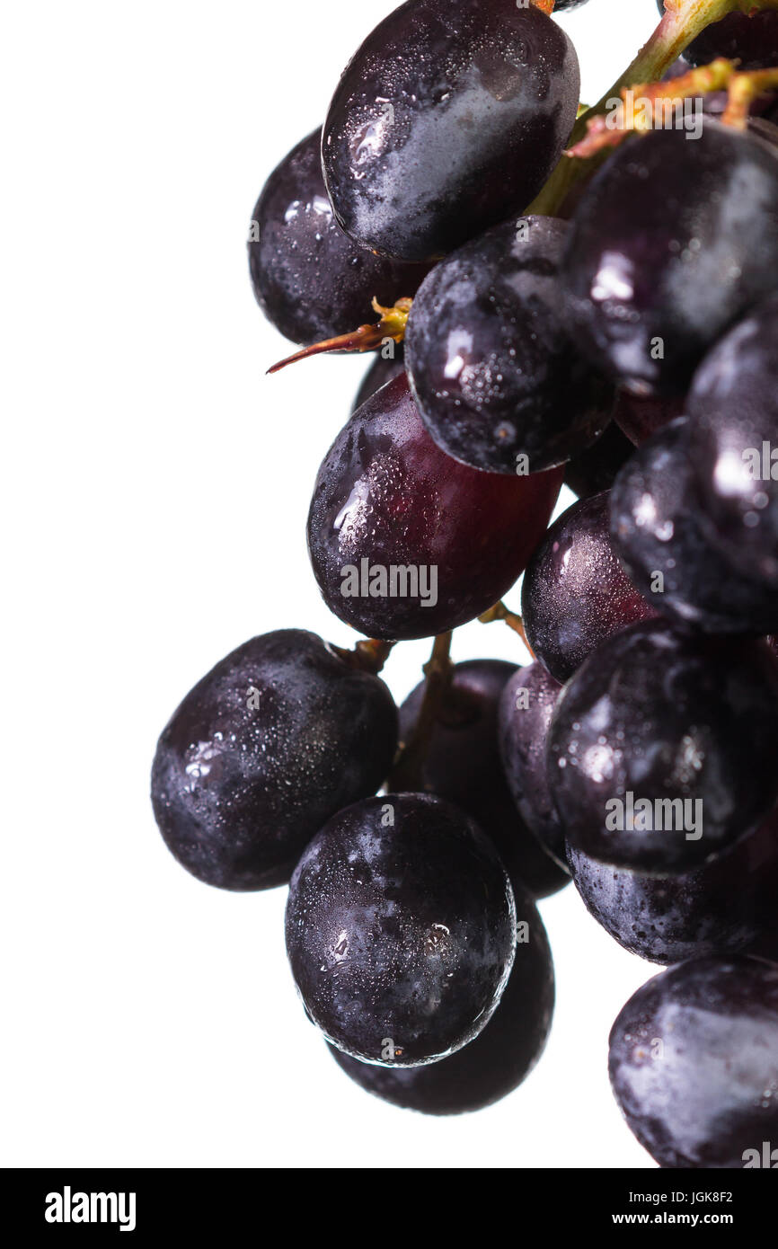close up of a bunch of dark purple grapes hanging over a white ...