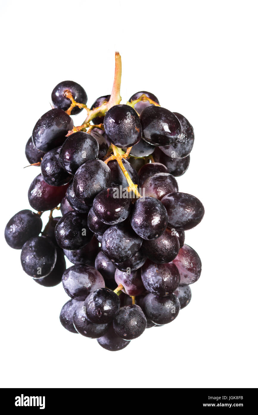 close up of a bunch of dark purple grapes hanging over a white ...