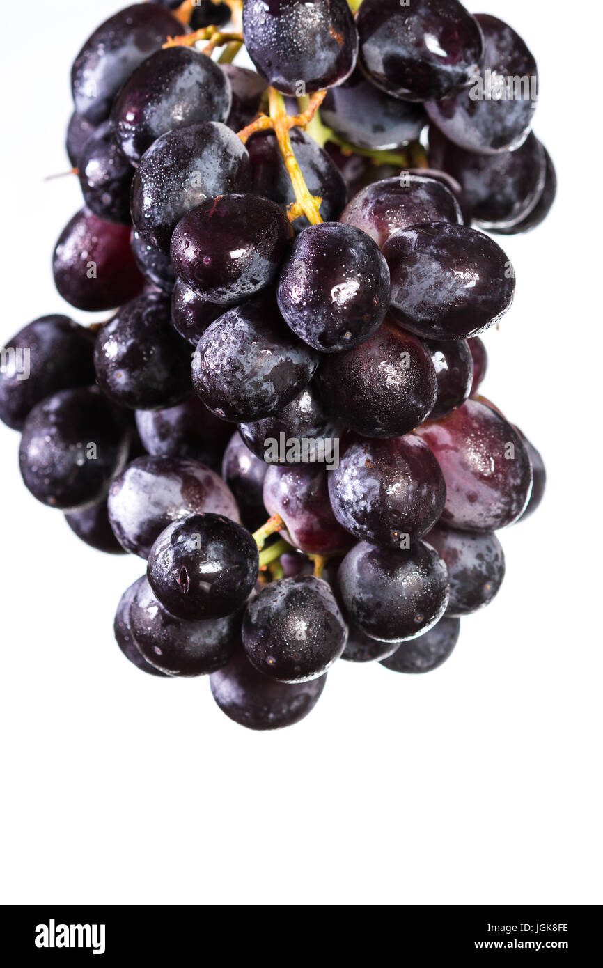 close up of a bunch of dark purple grapes hanging over a white ...