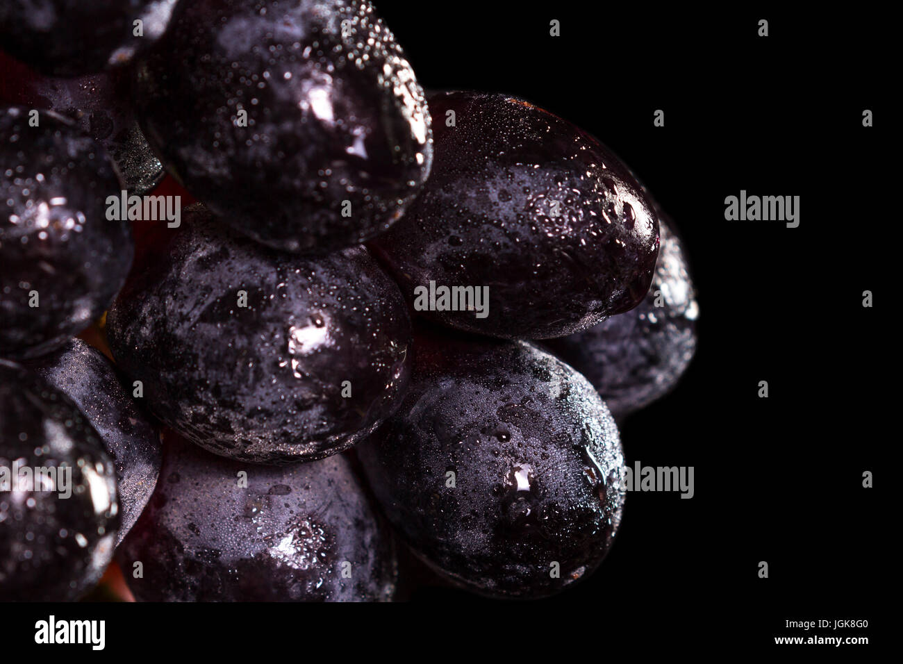 close up of a bunch of dark purple grapes hanging over a black ...