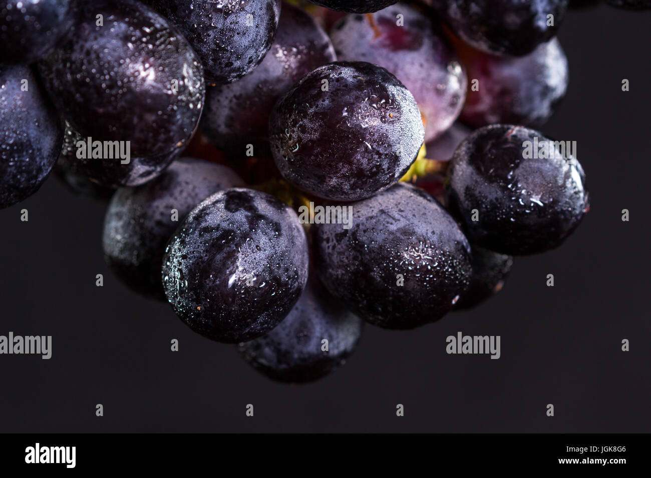 close up of a bunch of dark purple grapes hanging over a black ...