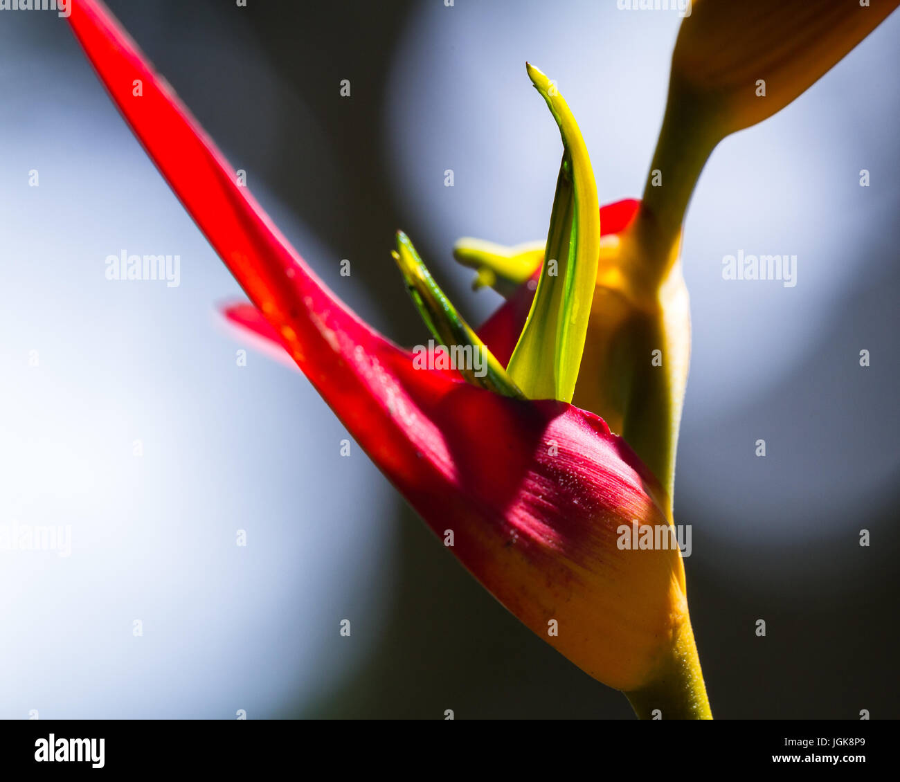 close up of a beautiful tropical Heliconia latispatha with vivid colors ...