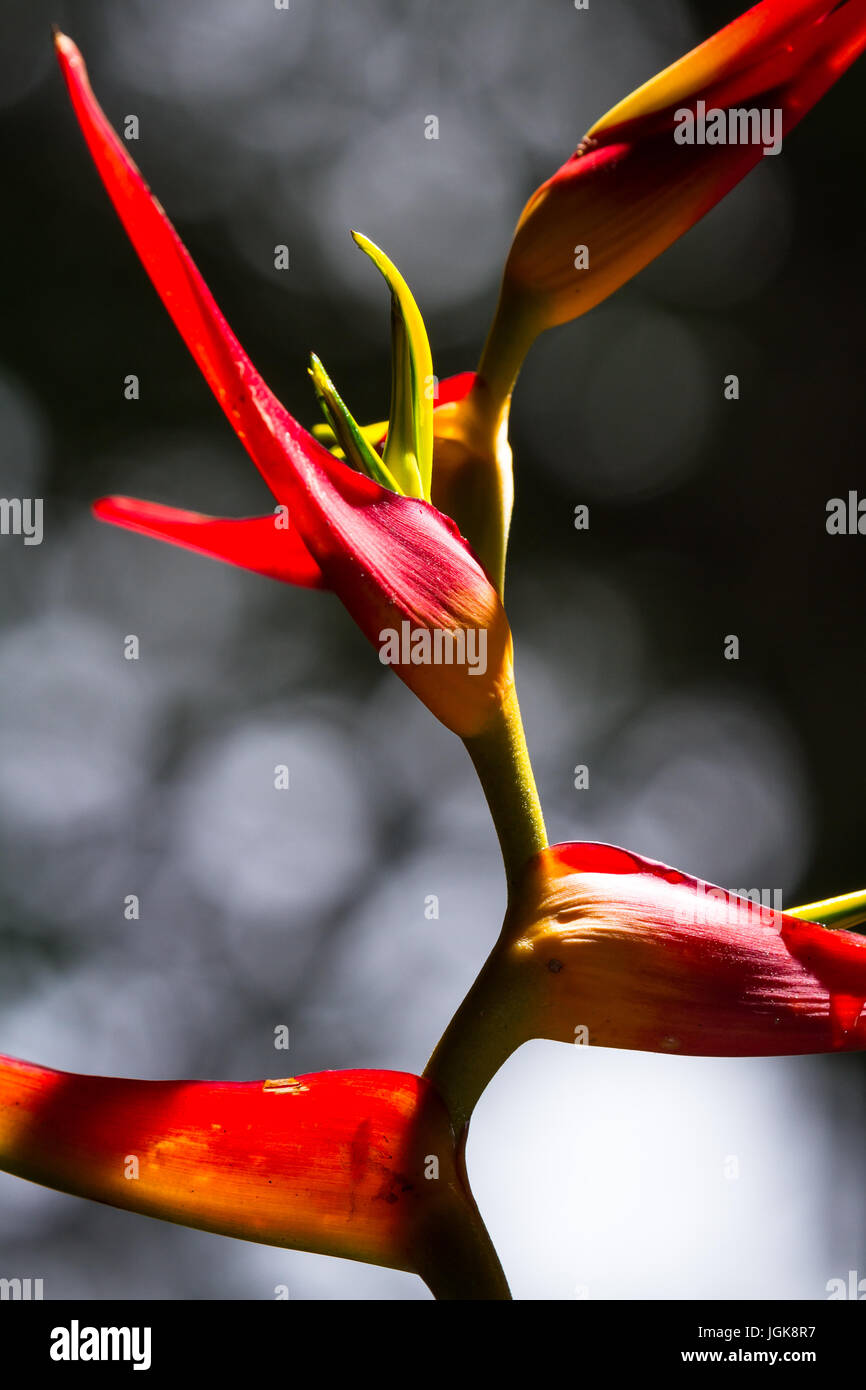 close up of a beautiful tropical Heliconia latispatha with vivid colors ...