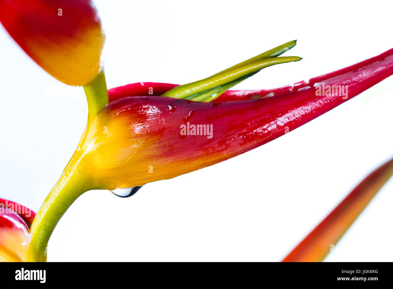 close up of a beautiful tropical Heliconia latispatha with vivid colors ...