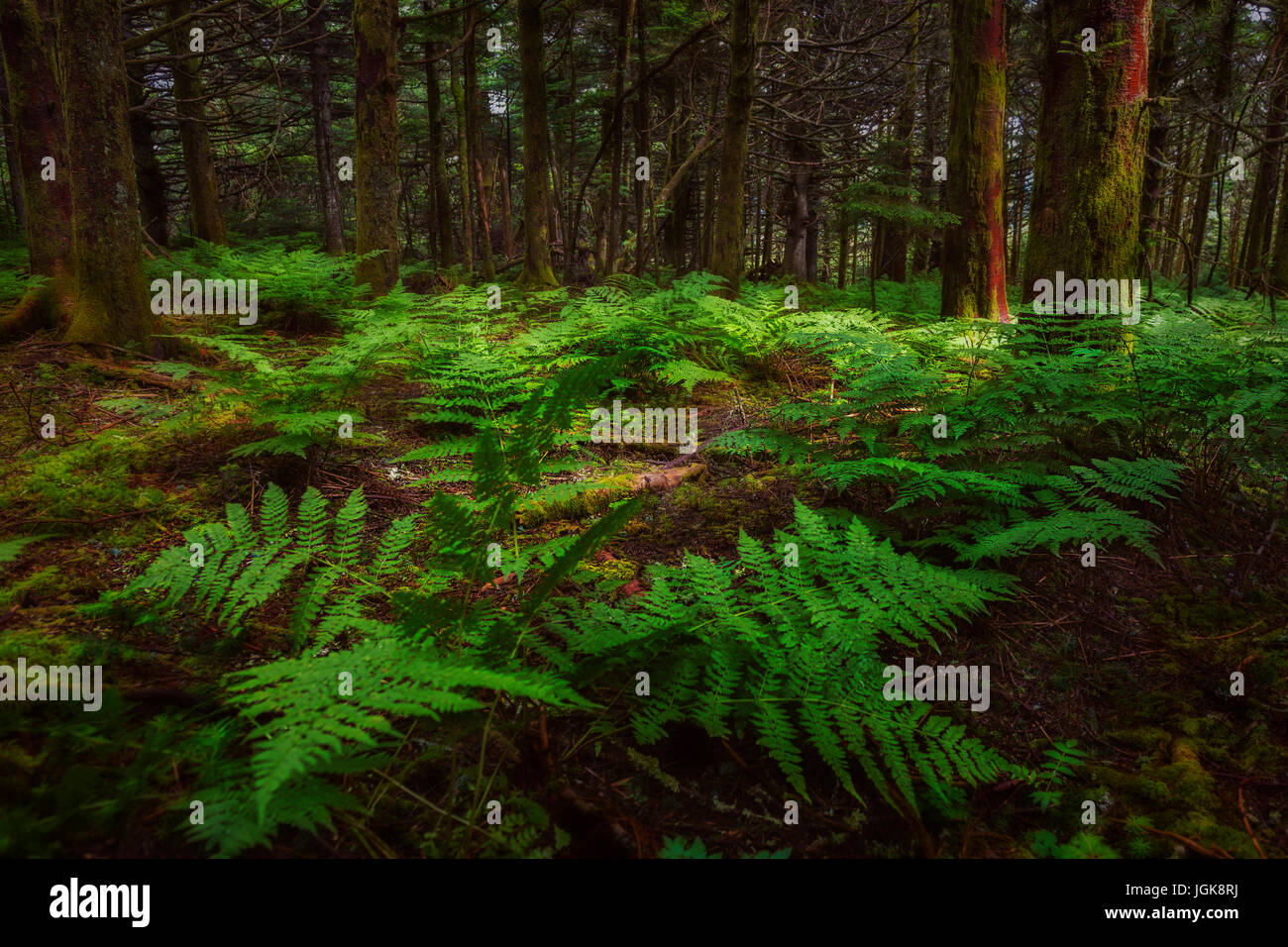 fern in the forest Stock Photo - Alamy