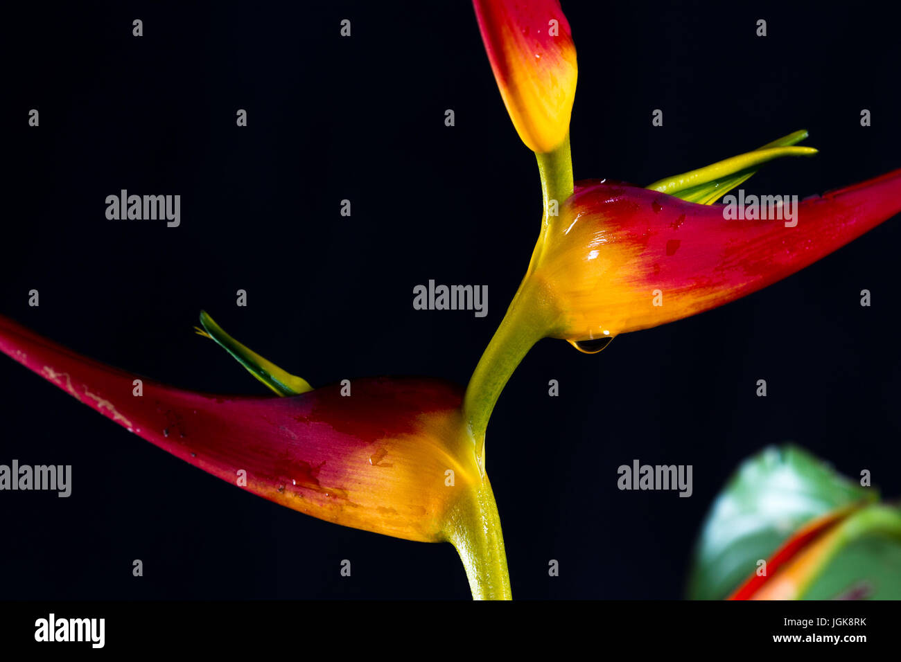 close up of a beautiful tropical Heliconia latispatha with vivid colors ...