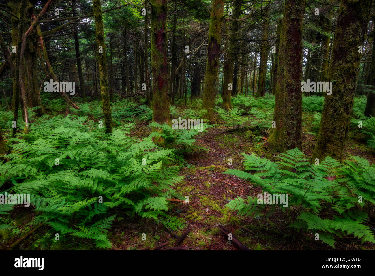 fern in the forest Stock Photo - Alamy