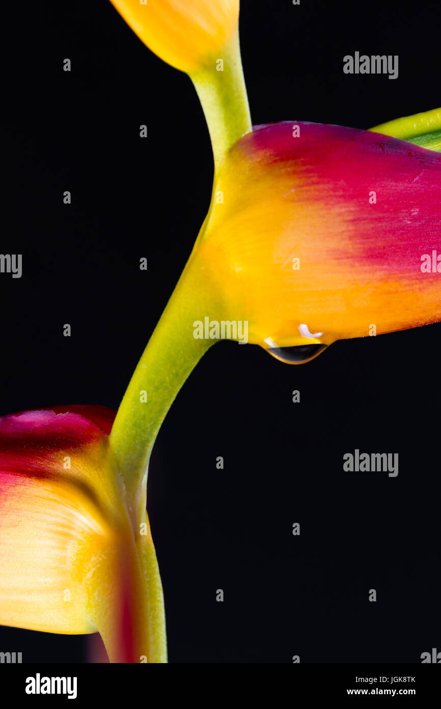 close up of a beautiful tropical Heliconia latispatha with vivid colors ...