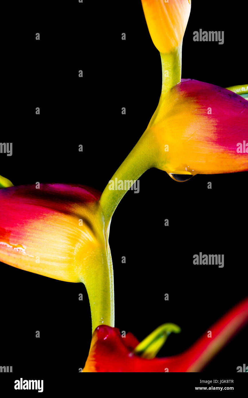 close up of a beautiful tropical Heliconia latispatha with vivid colors ...