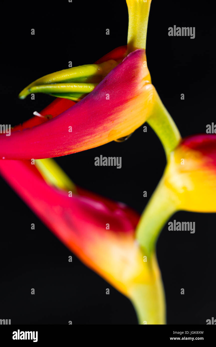 close up of a beautiful tropical Heliconia latispatha with vivid colors ...