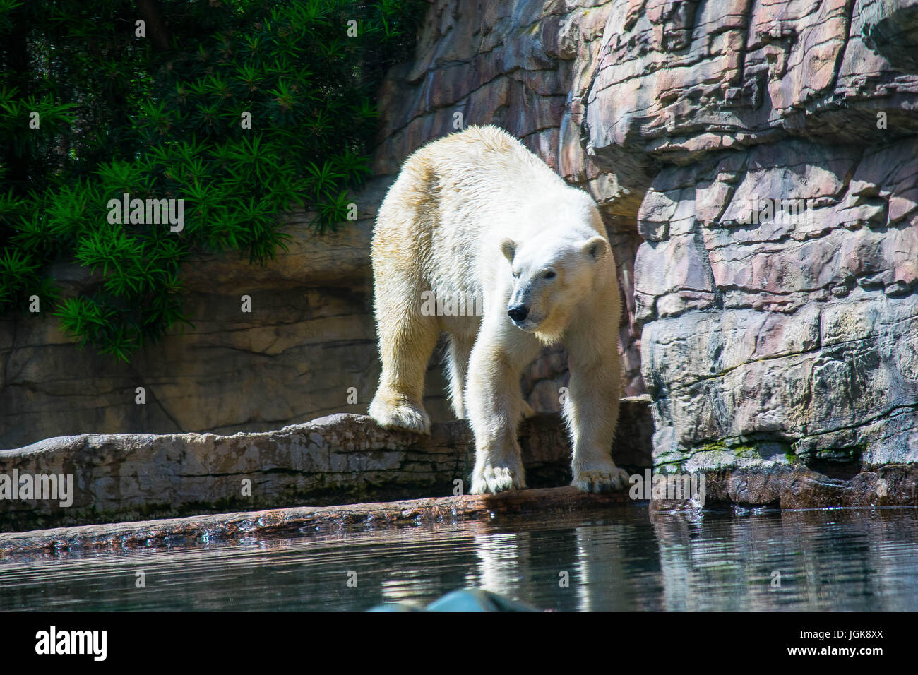 Bear profile hi-res stock photography and images - Alamy