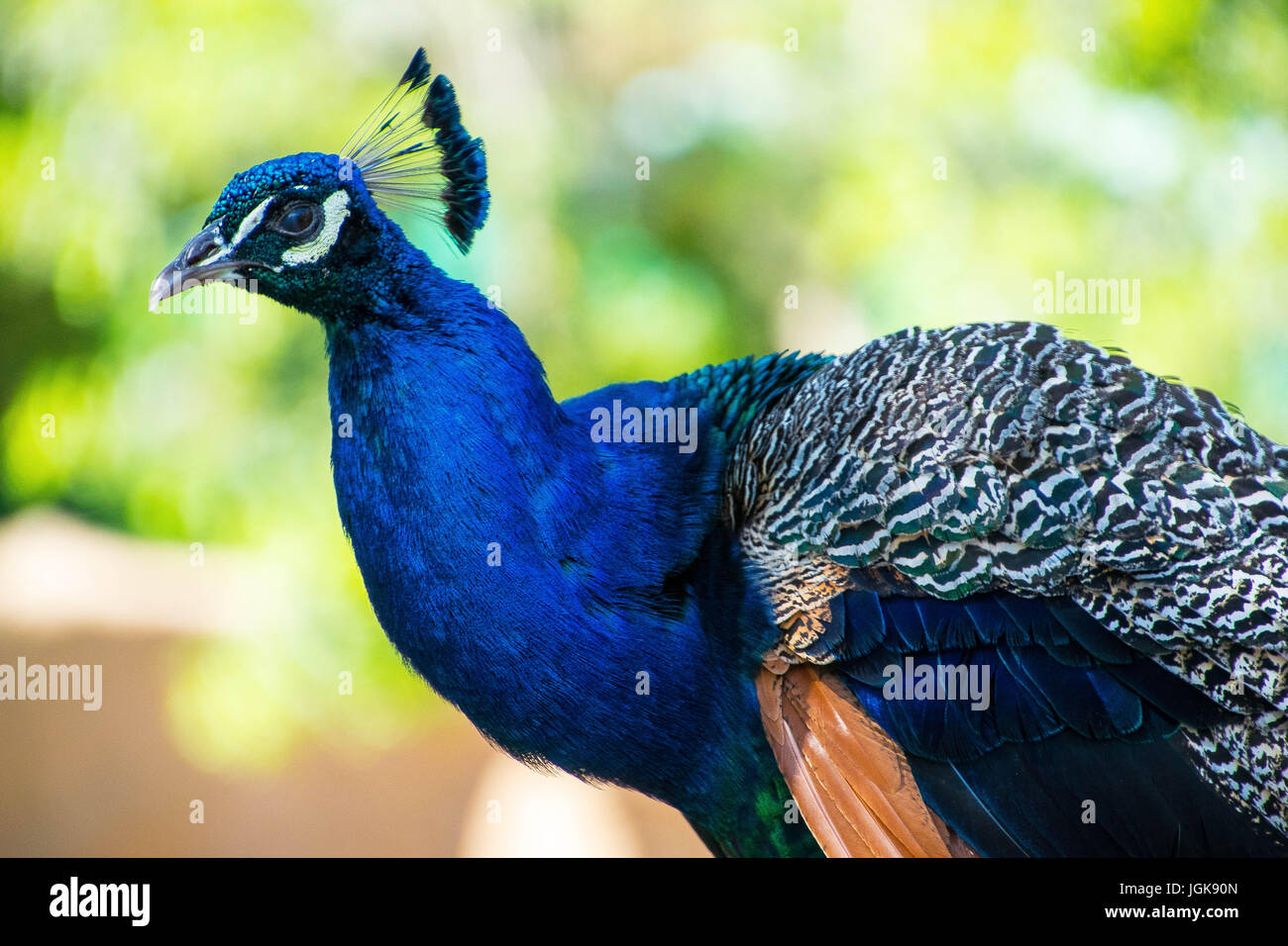 Peacock shape hi-res stock photography and images - Alamy