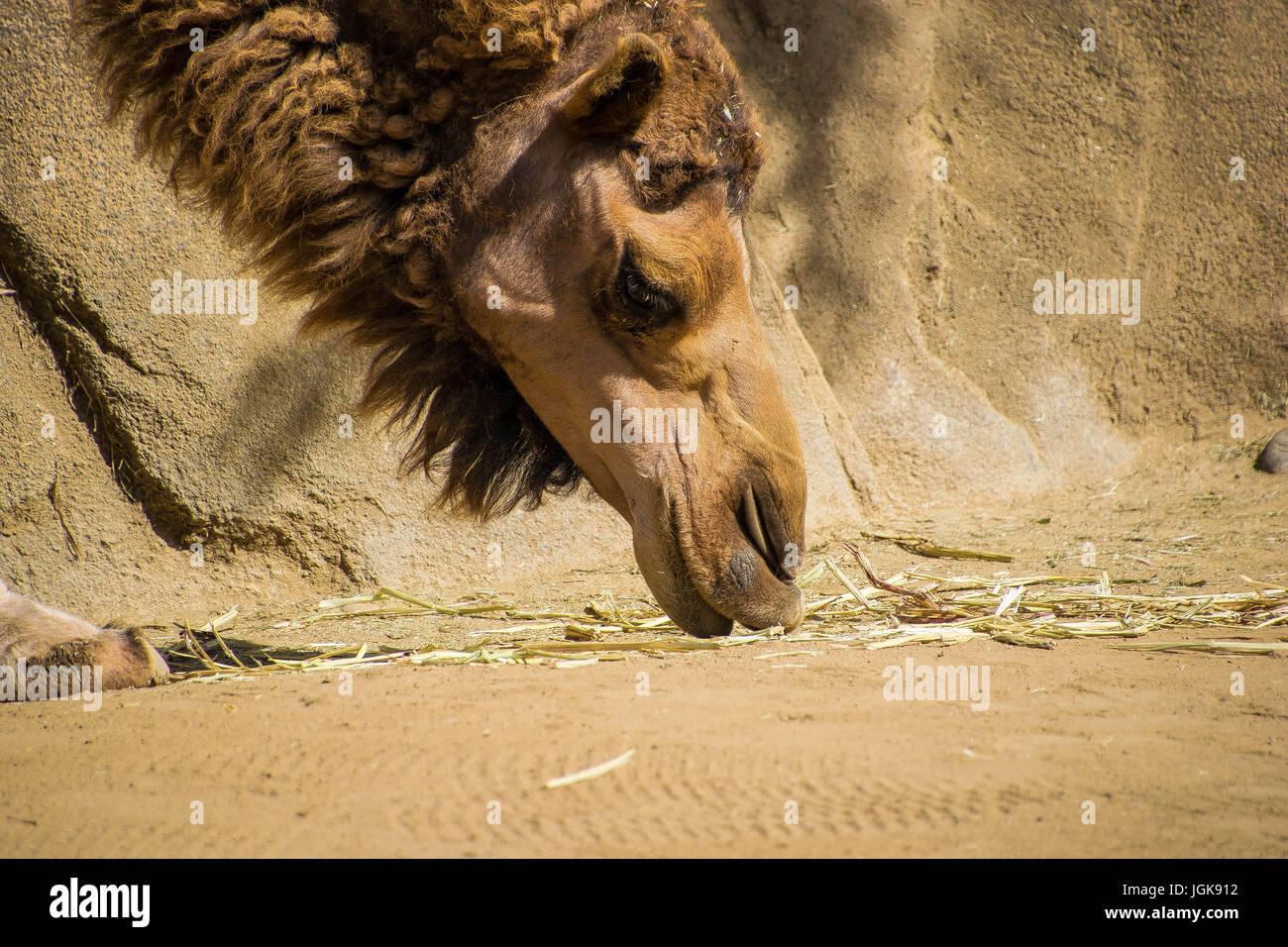 Camel hair hi-res stock photography and images - Alamy