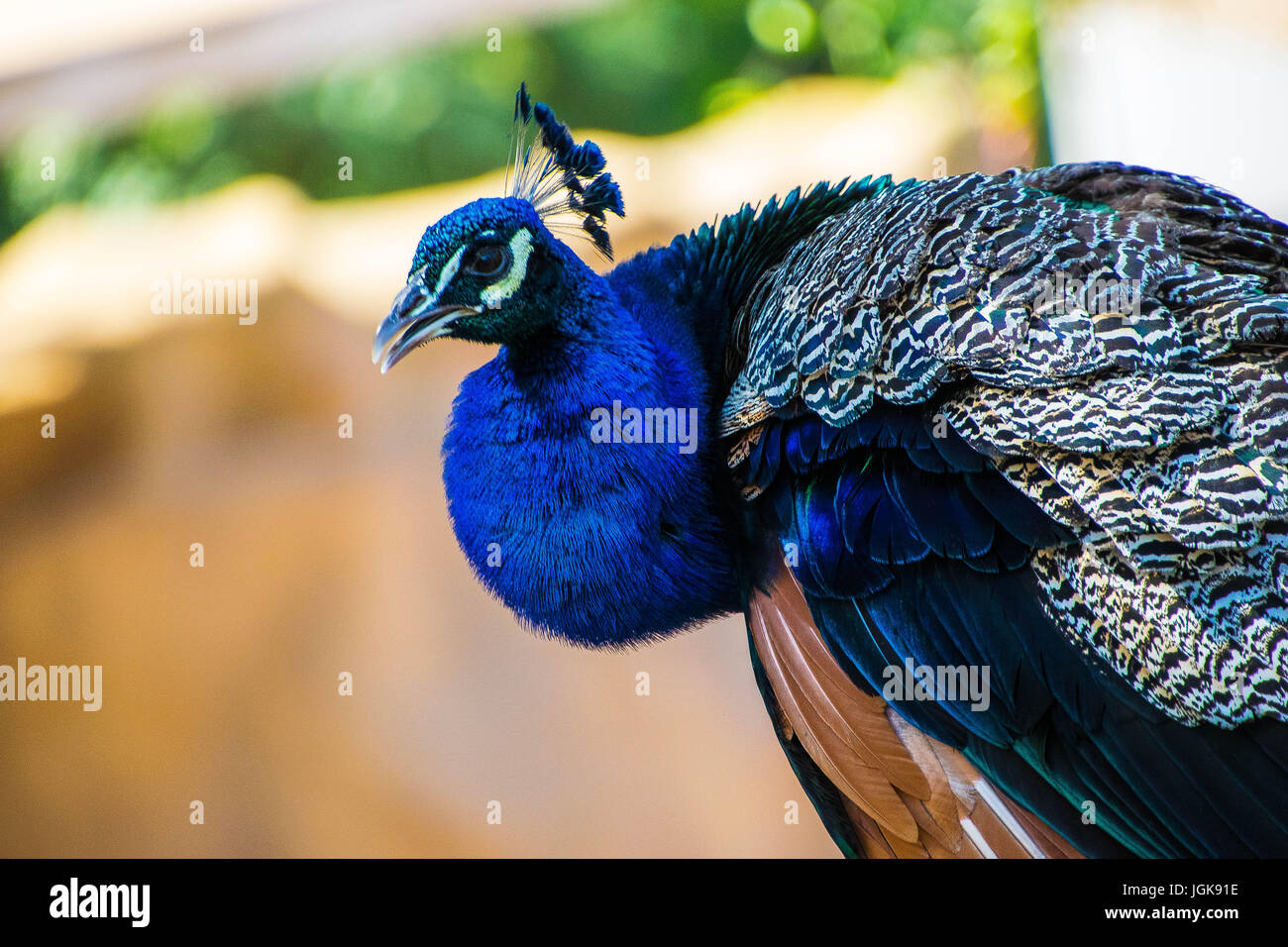 Peacock shape hi-res stock photography and images - Alamy