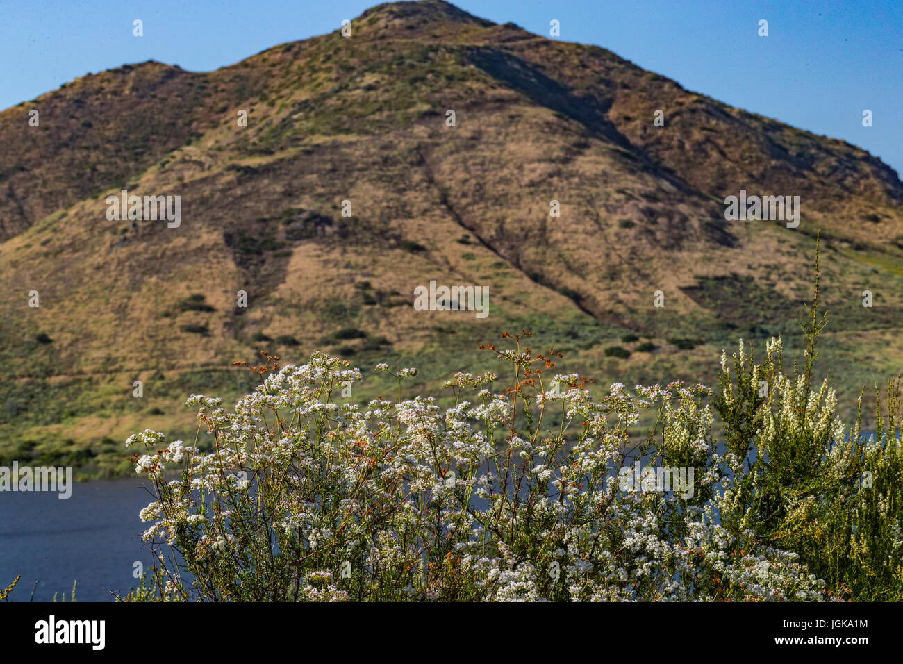 san dieguito river park wildflowers Stock Photo - Alamy