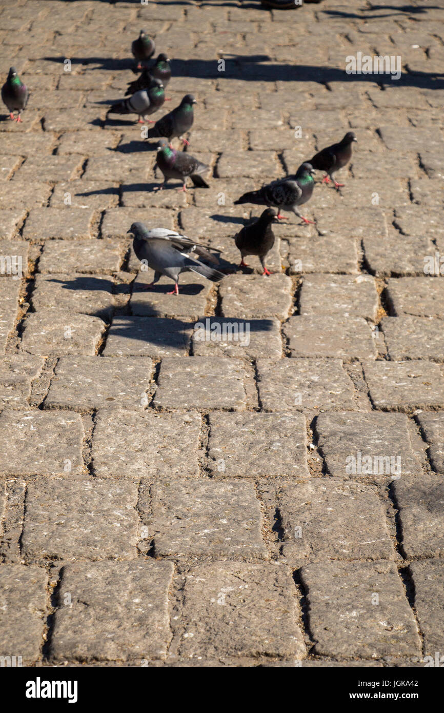 Pigeons on a stone pavement Stock Photo - Alamy