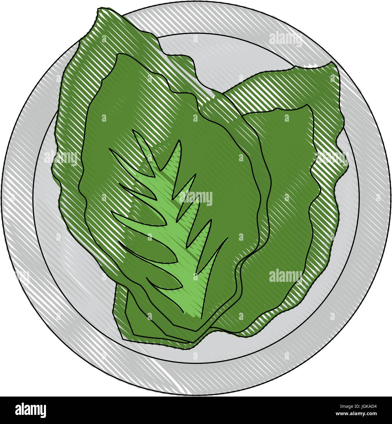 lettuce icon over white background colorful design vector illustration ...