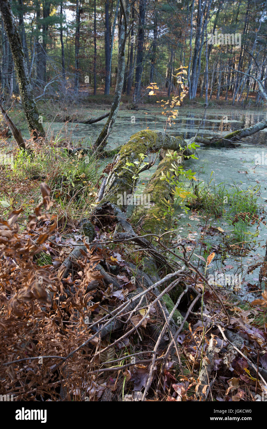 Swamp north america hi-res stock photography and images - Alamy