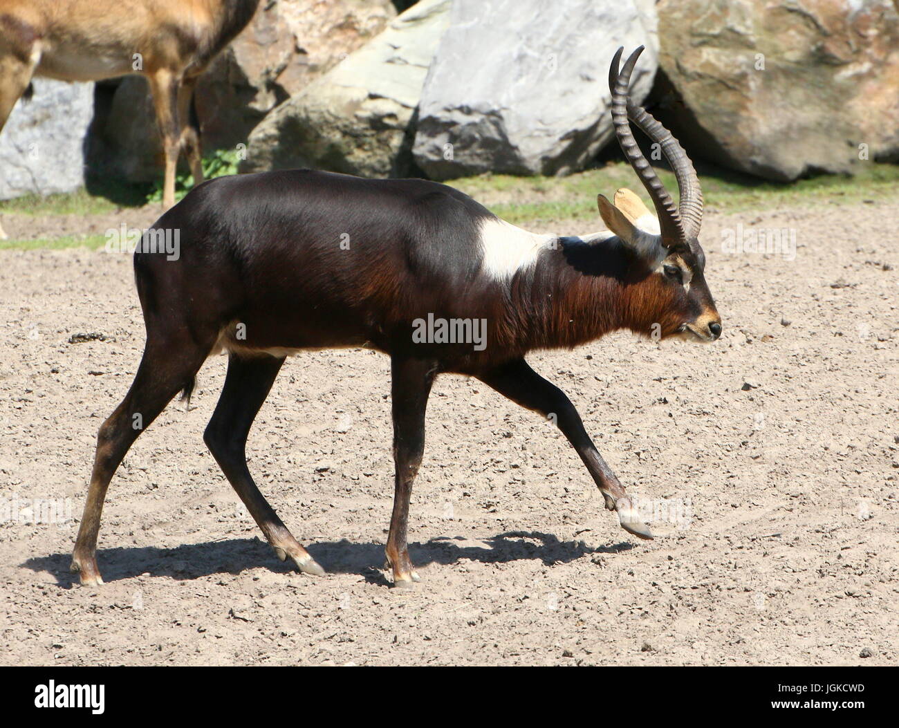 Weissnacken moorantilope hi-res stock photography and images - Alamy