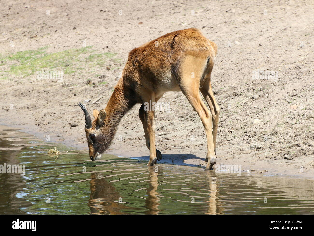 Weissnacken moorantilope hi-res stock photography and images - Alamy