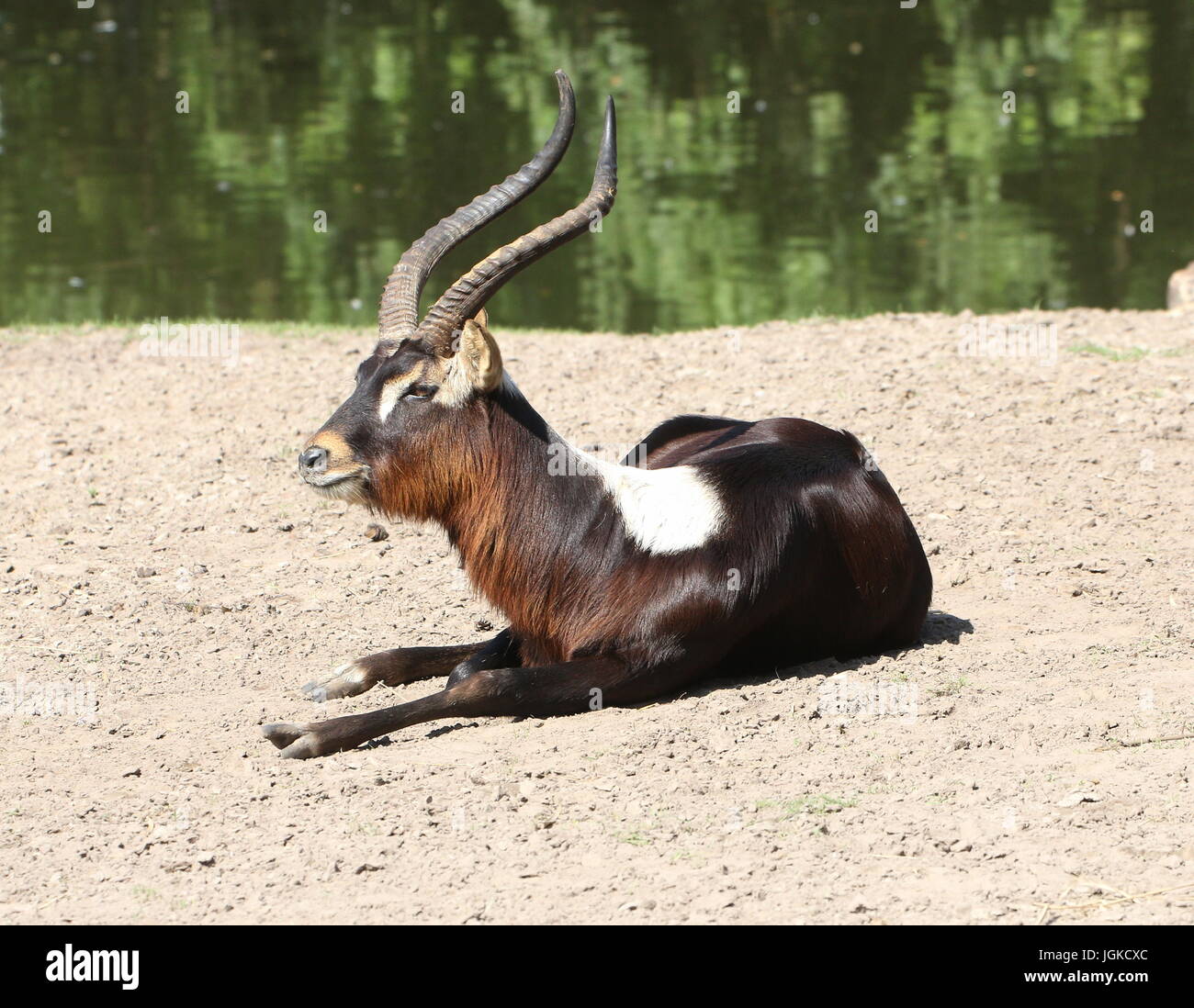 Ethiopian antelopes hi-res stock photography and images - Alamy