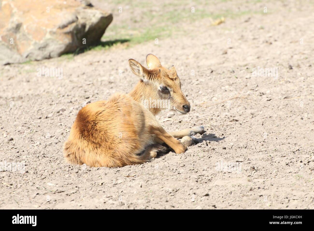 Cobe lechwe hi-res stock photography and images - Alamy