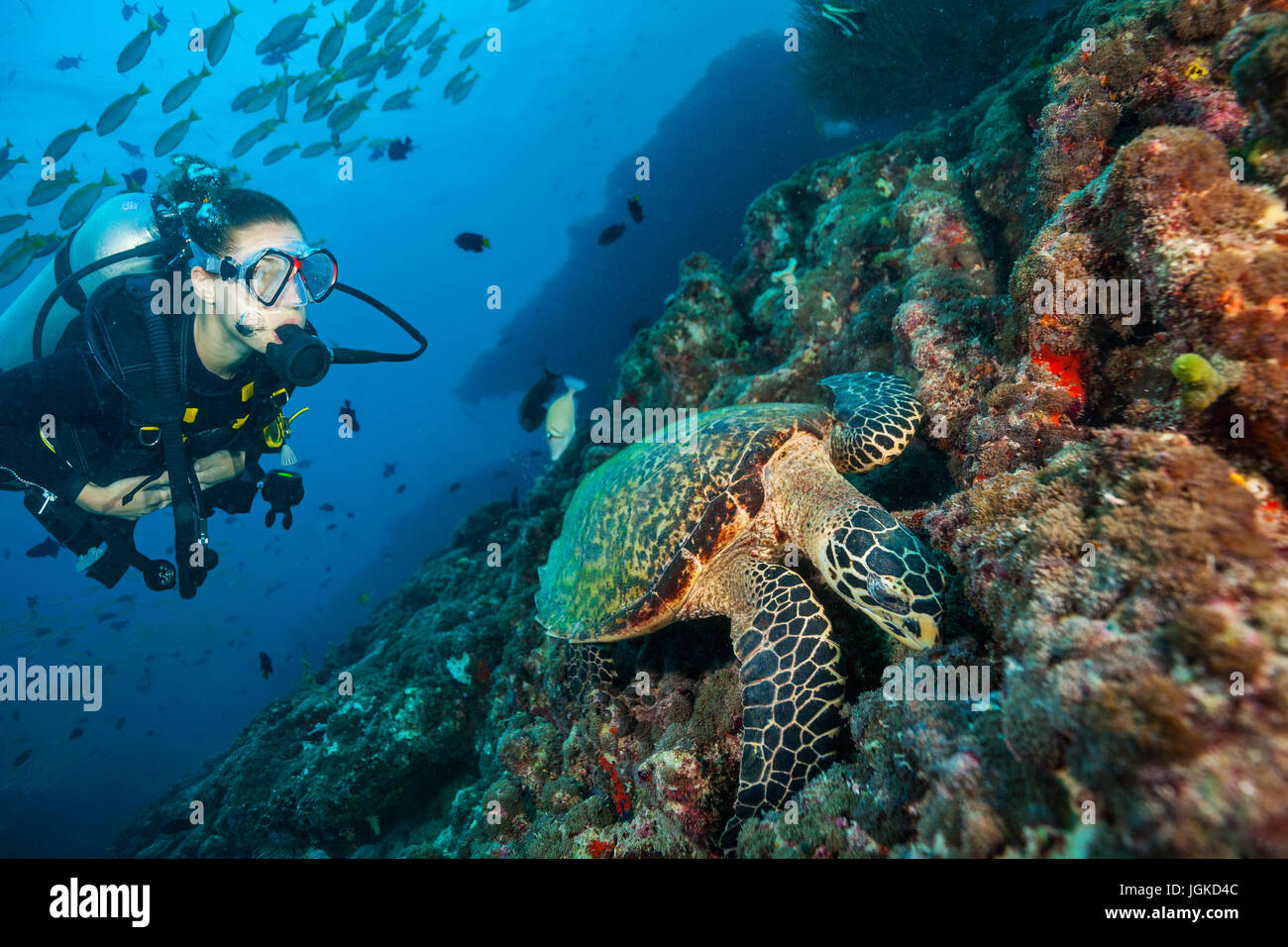 Girl diving into water bottom hi-res stock photography and images - Alamy