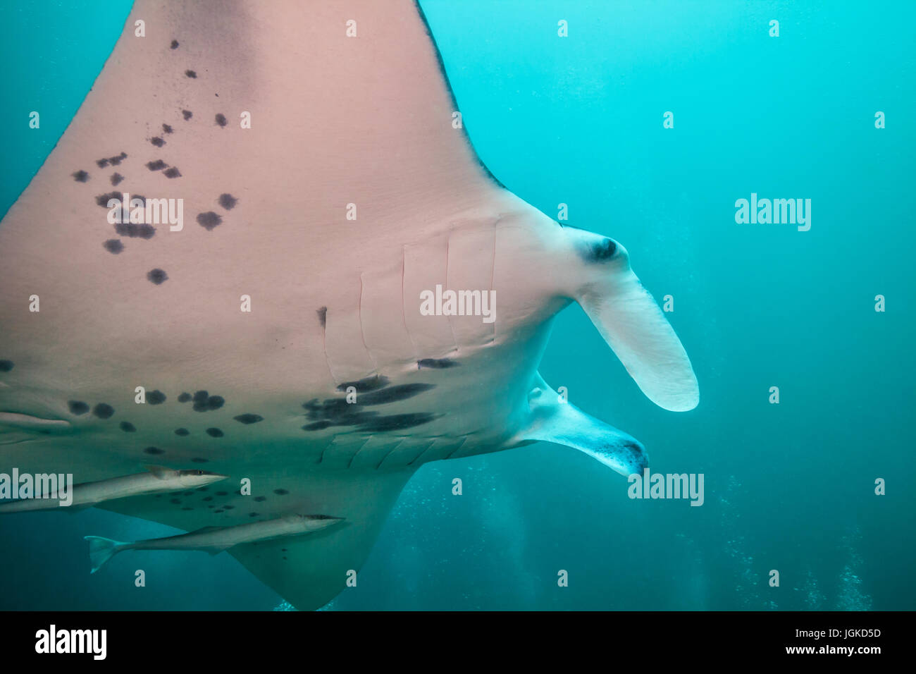 Close-up of big manta ray floating in deep blue ocean, Indian ocean ...
