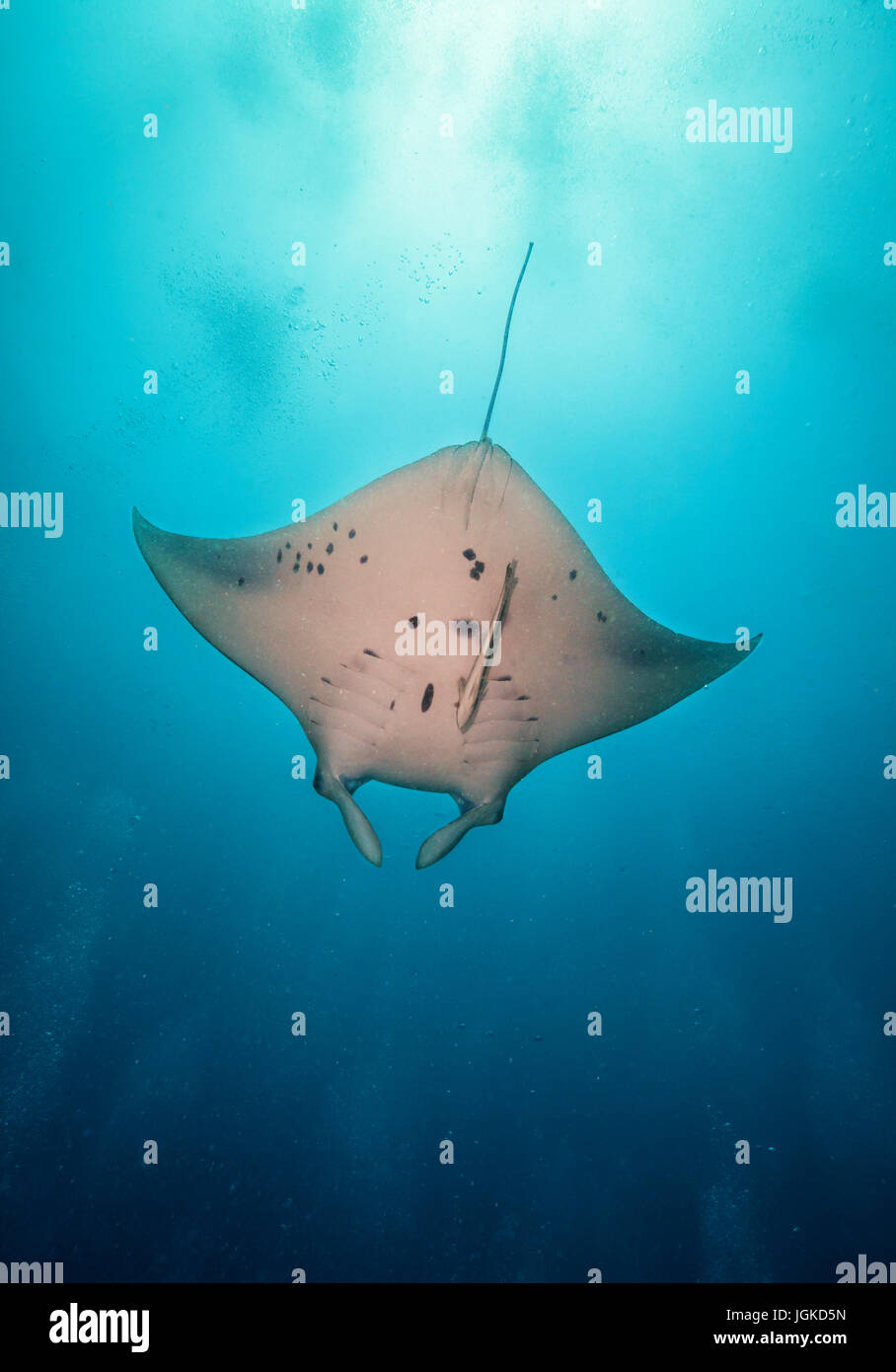 Beautiful big manta ray floating in deep blue ocean, Indian ocean ...