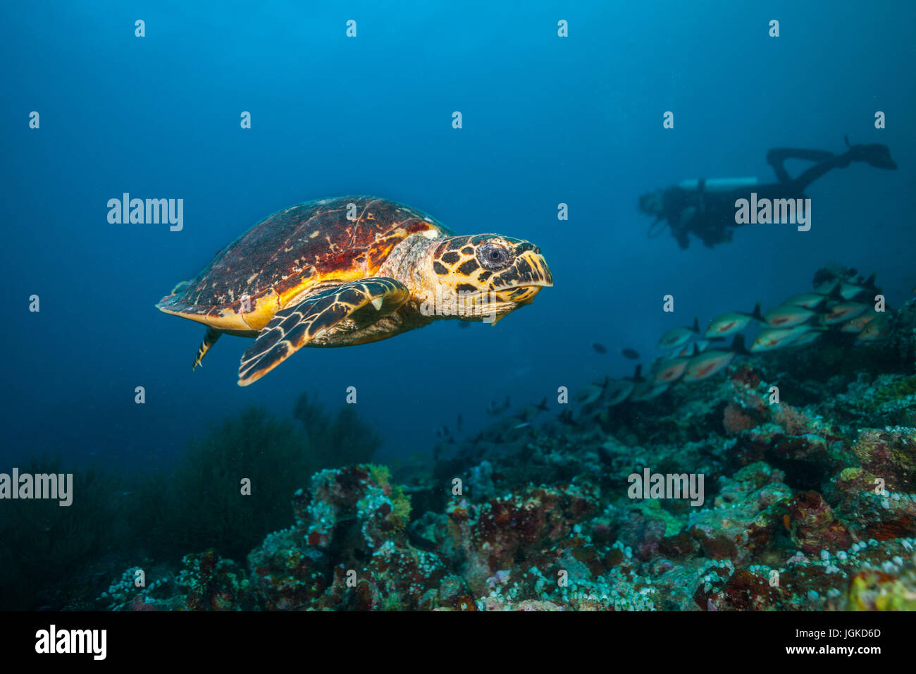 Maldivian hawkbill turtle exploring coral reef. Underwater life and ...