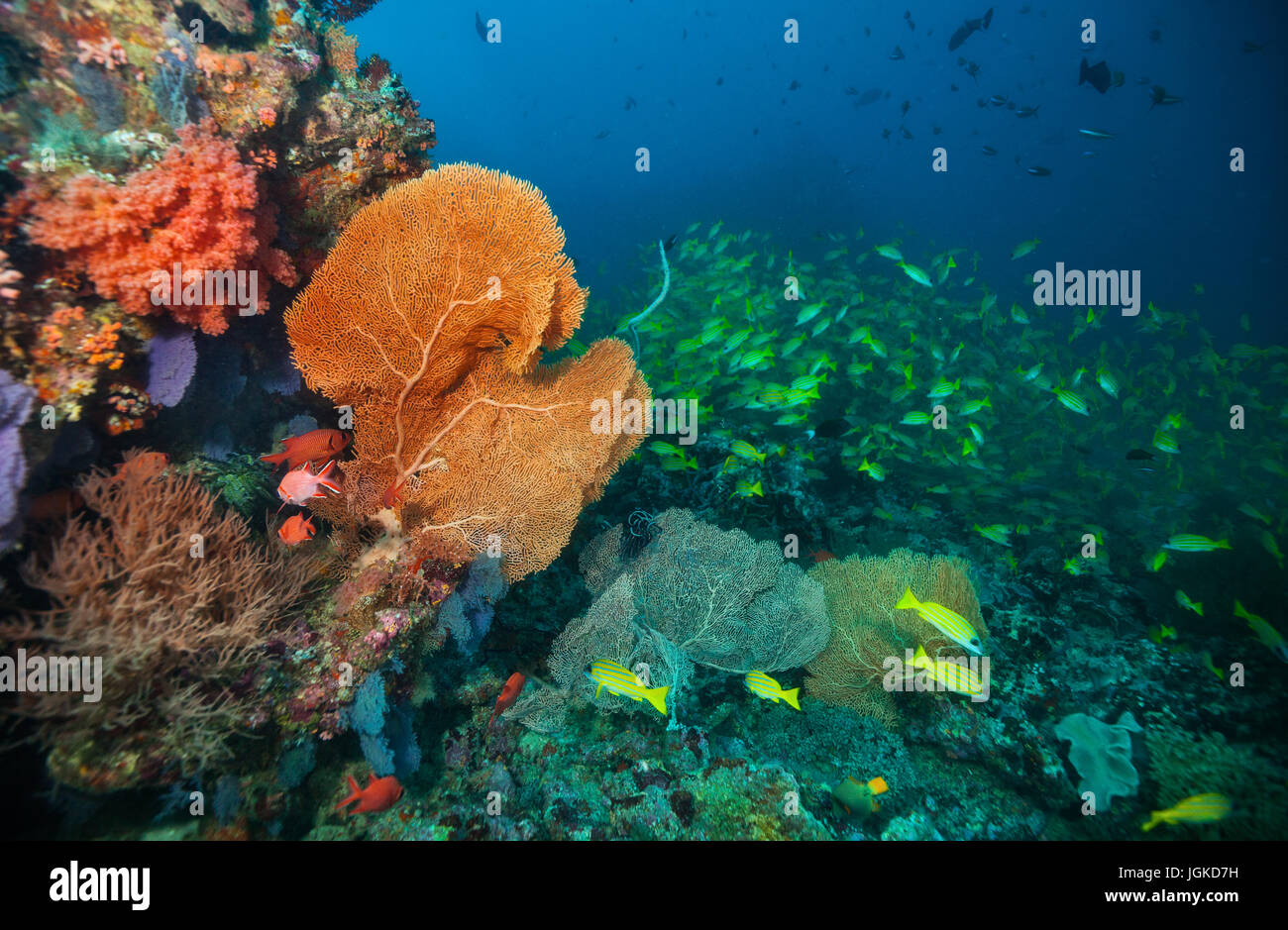Beautiful soft coral reef in Indian ocean, Maldives. Underwater life ...