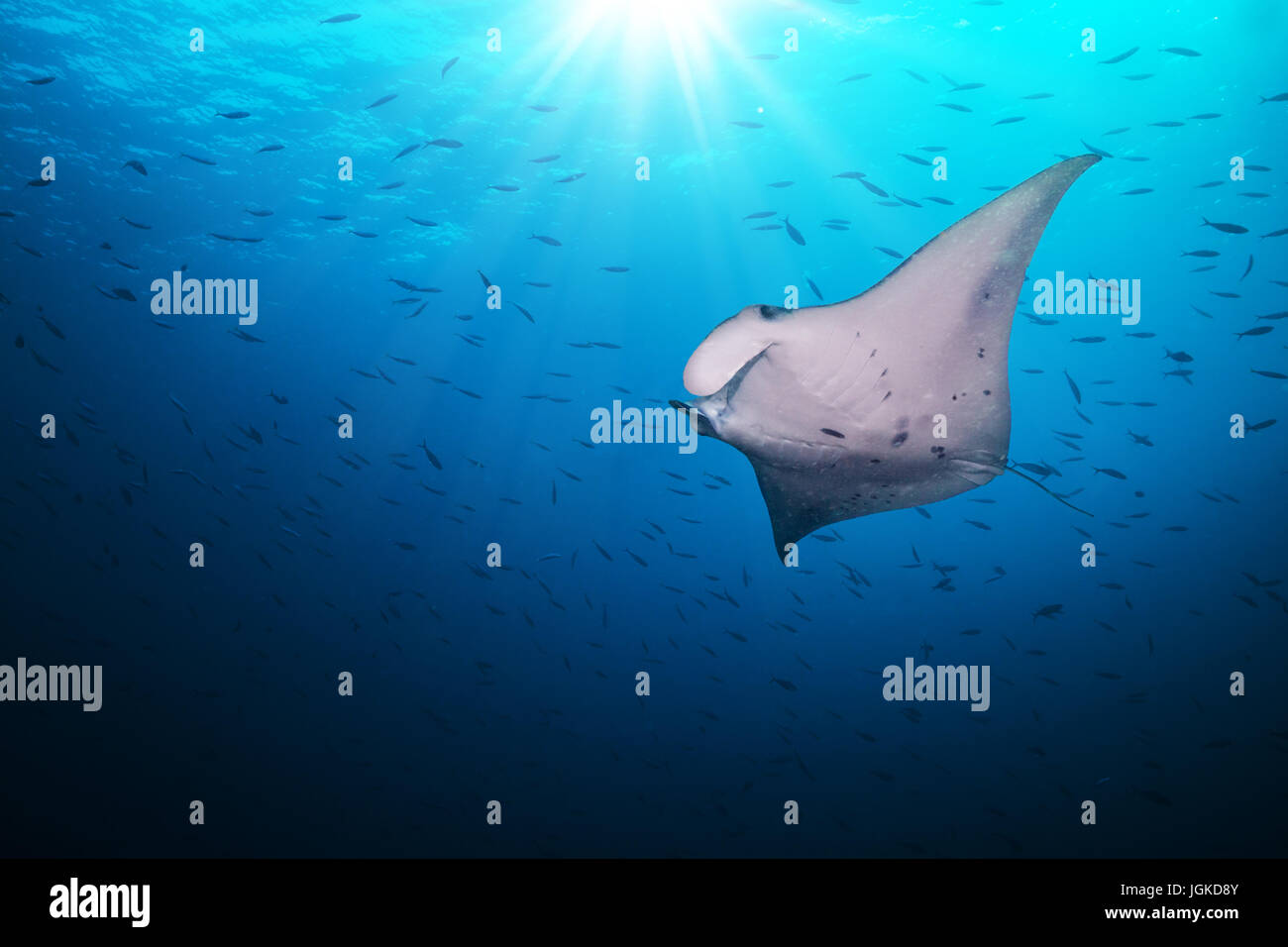 Beautiful big manta ray floating in deep blue ocean, Indian ocean ...