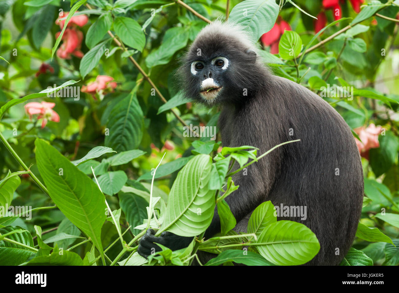 Spectacled langur also known as dusky leaf monkey Stock Photo - Alamy
