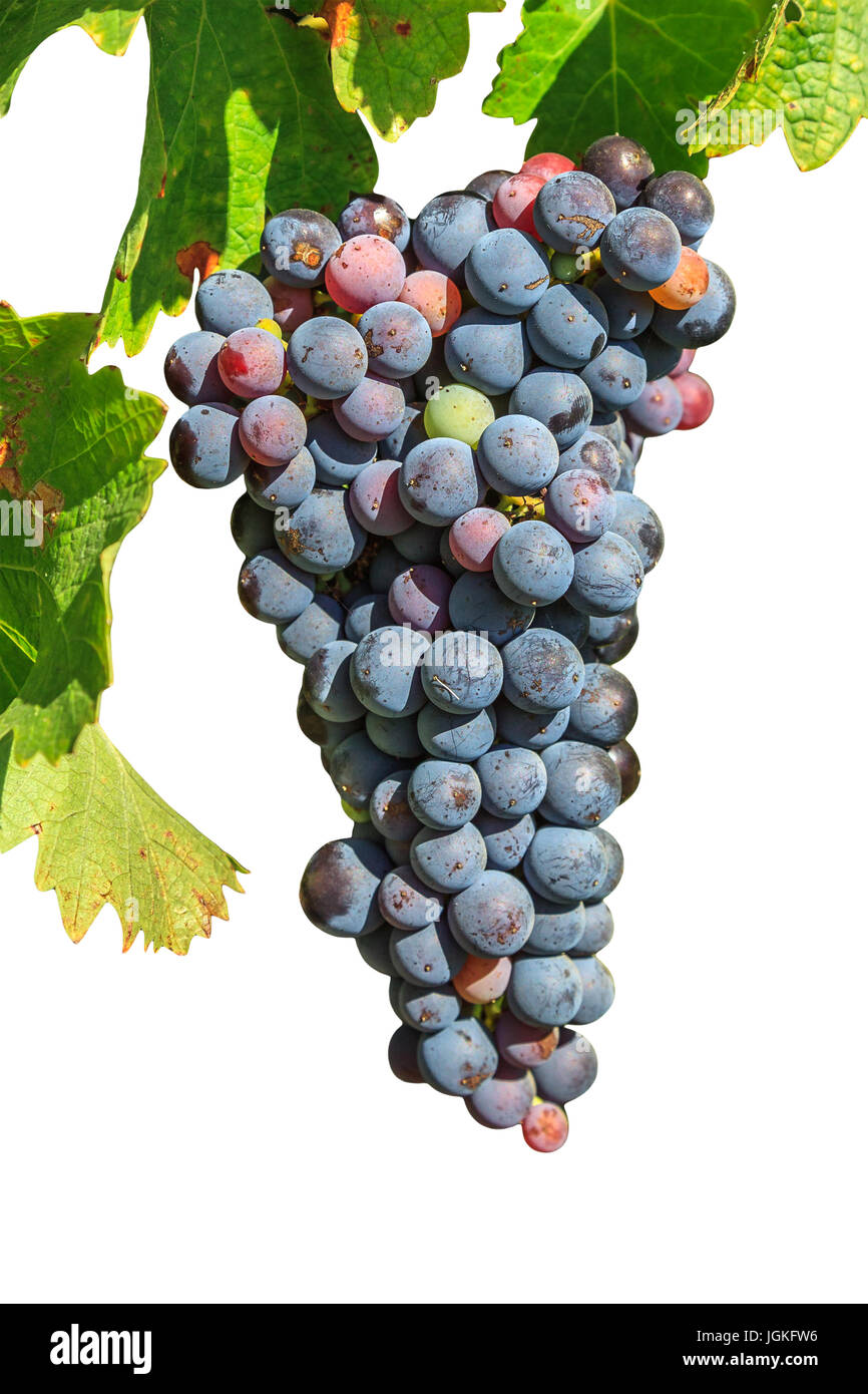 Grapes on vine Stock Photo - Alamy