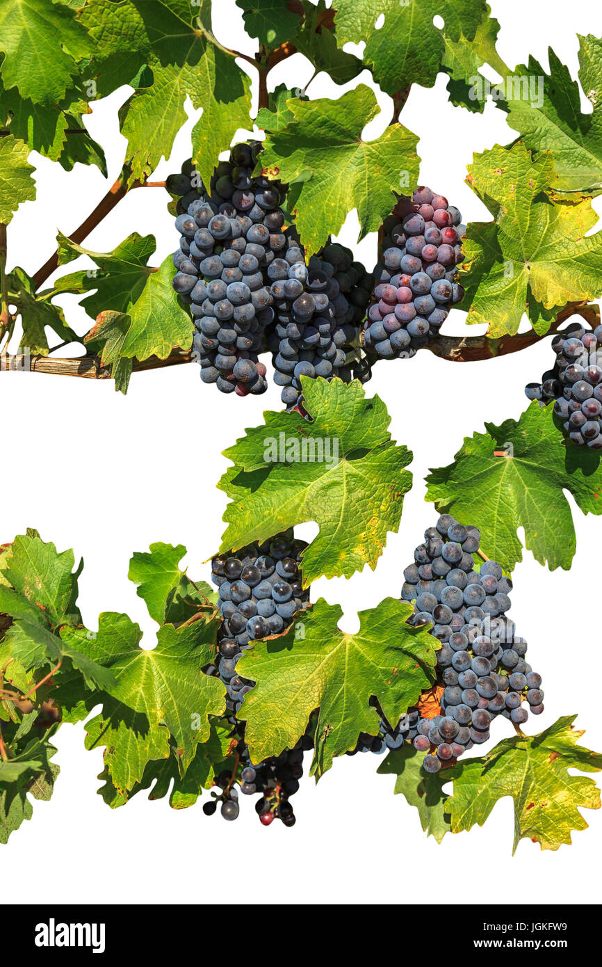 Row of ripe background Stock Photo - Alamy